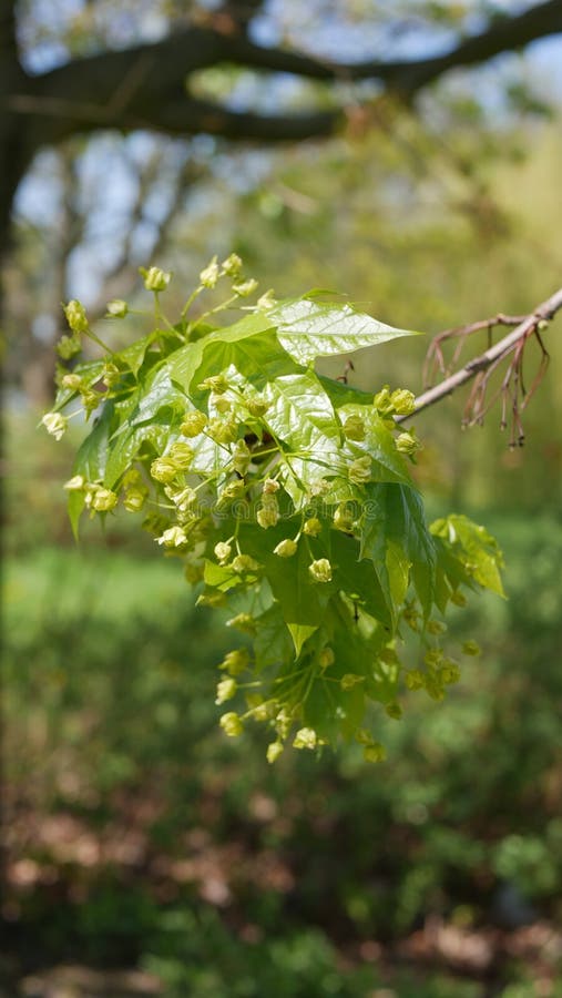 Close-up of a Young Maple Tree in April Stock Photo - Image of leaf ...
