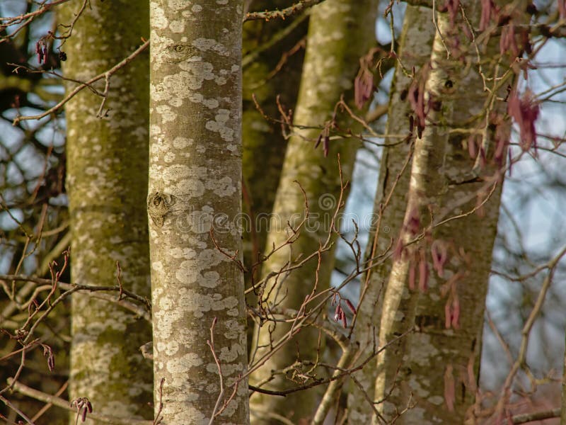 Close Up of Young Maple Tree Trunks - Sapindaceae Stock Photo - Image ...