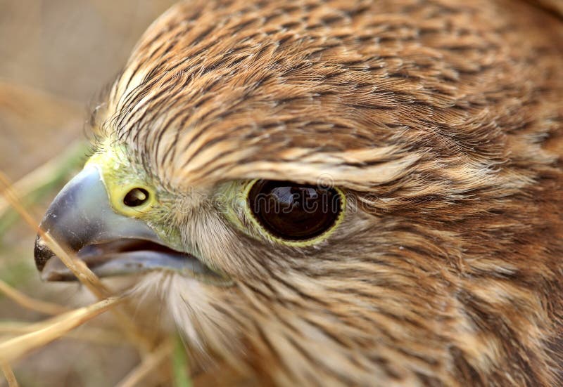 Close up of young Merlin stock photo. Image of habitat - 15580420