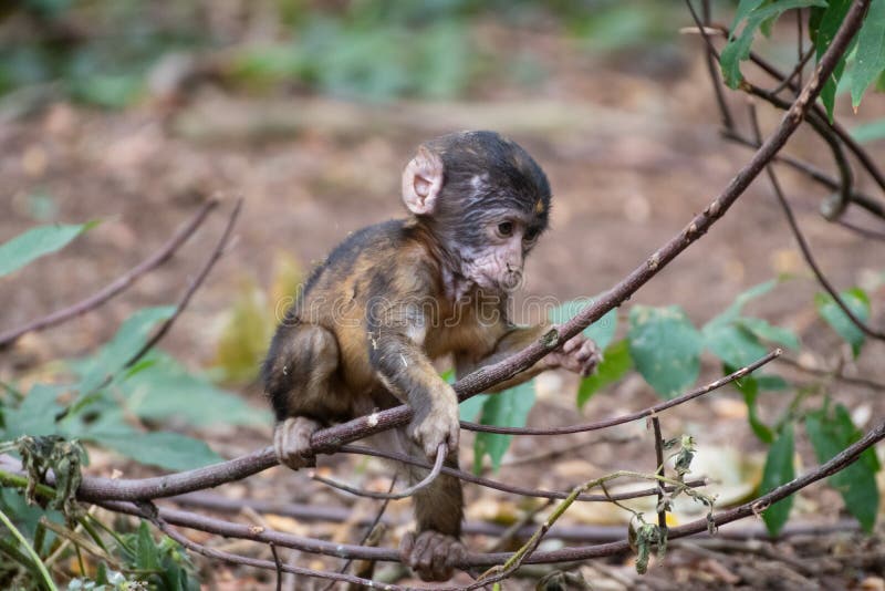 Young Monkey in an Animal Park in Germany Stock Image - Image of ...