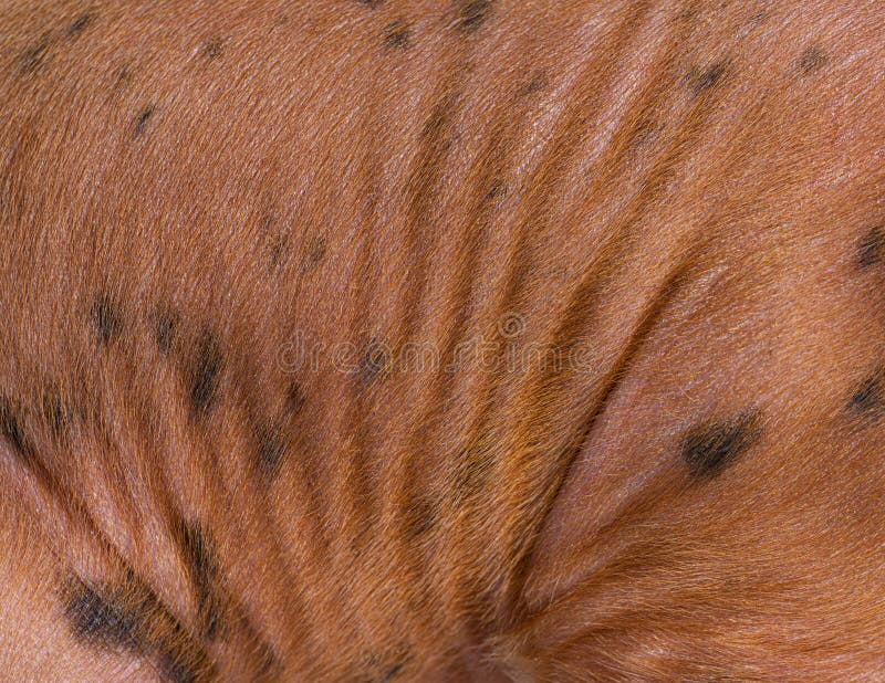 Close-up on a Young Pig Hairs Mixedbreed, Isolated Stock Image - Image ...