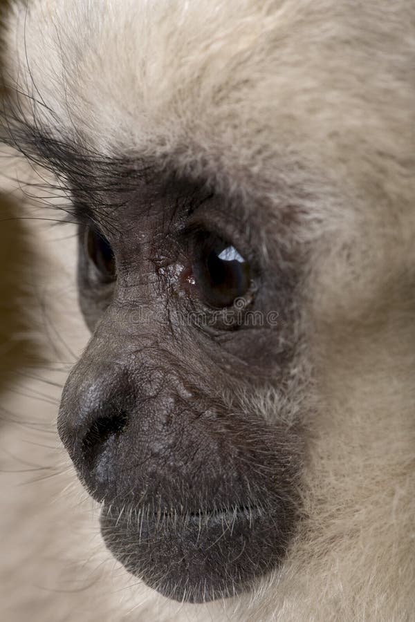 Close-up of Young Pileated Gibbon, 1 Year Stock Image - Image of ...
