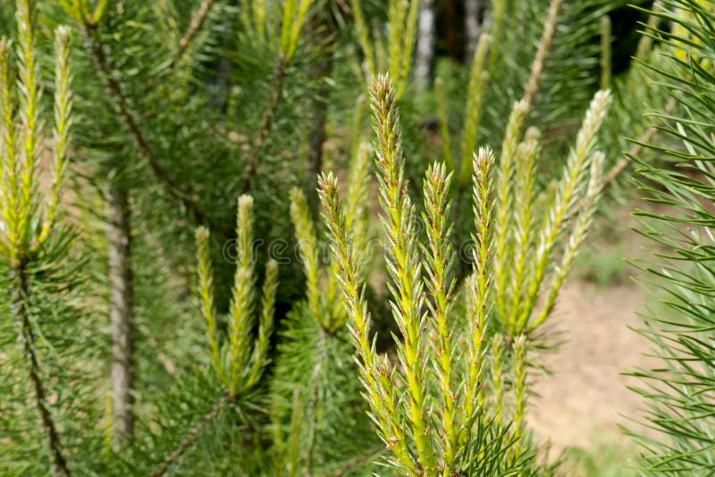 Close-up of Young Pine Branches on a Pine Tree Stock Photo - Image of ...