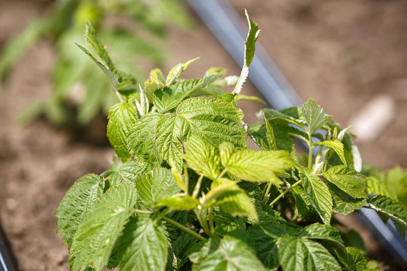 Close Up of Young Raspberries in the Spring Stock Image - Image of ...