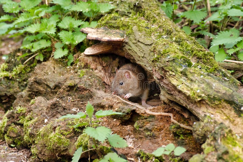 Sad tree in a forest stock photo. Image of wood, face - 120007618