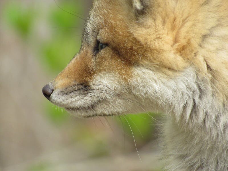 Close Up of a Young Red Fox Stock Image - Image of hair, green: 186548029