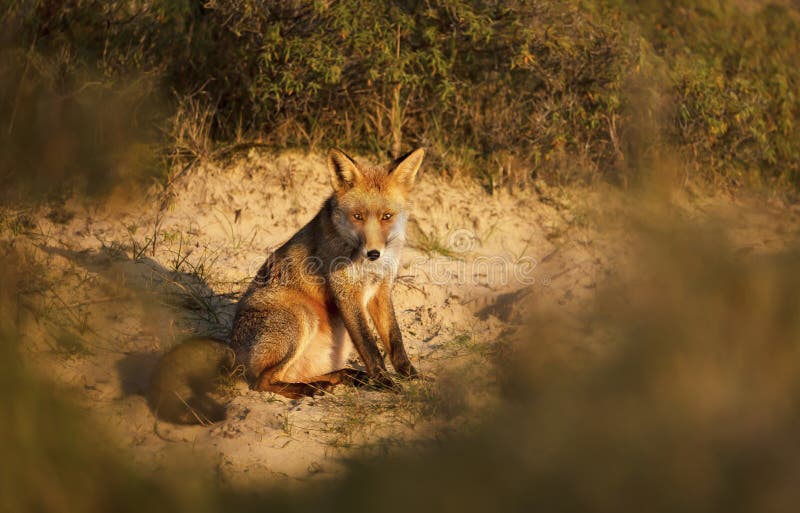 Close Up of a Young Red Fox at Sunset Stock Photo - Image of outdoor ...