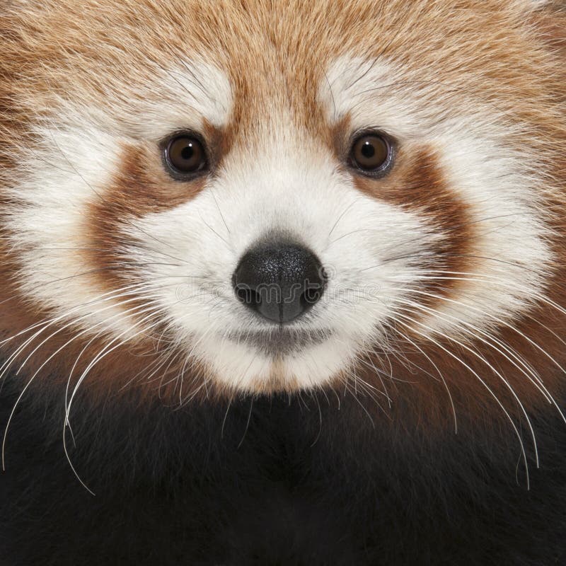 Close-up of Young Red Panda or Shining Cat Stock Image - Image of close ...
