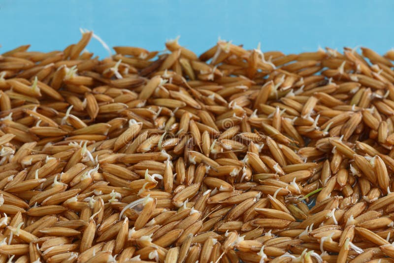 Seed Germination,Seedlings Rice Plant. Stock Photo - Image of rice ...