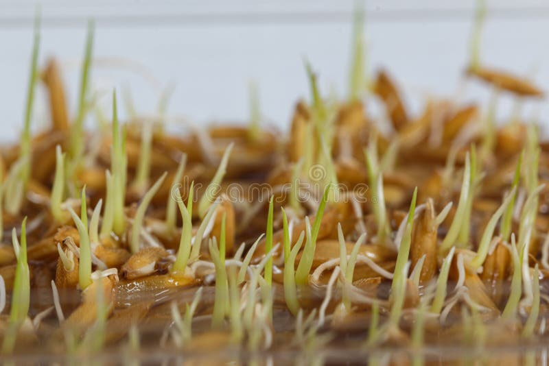 126 Rice Seed Germination Stock Photos - Free & Royalty-Free Stock ...