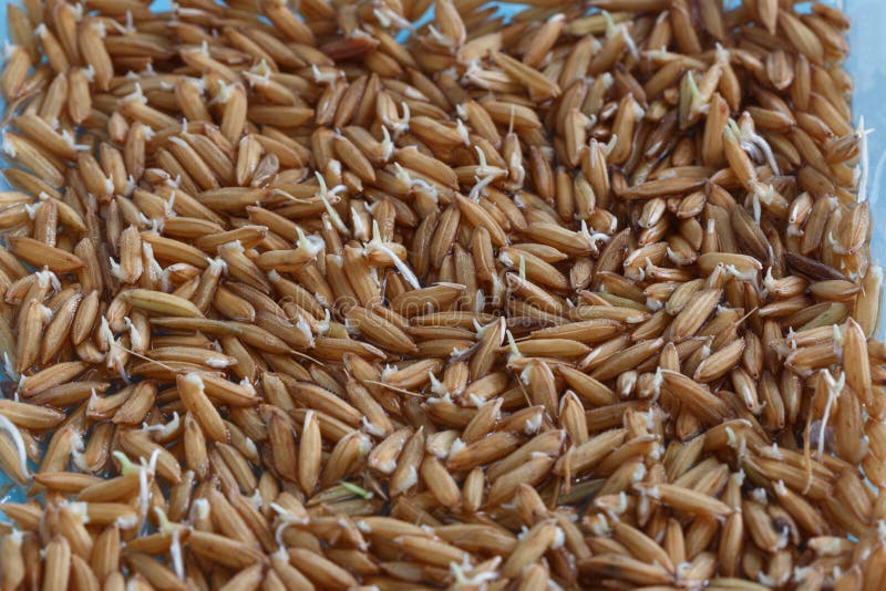 Seed Germination,Seedlings Rice Plant. Stock Image - Image of ...