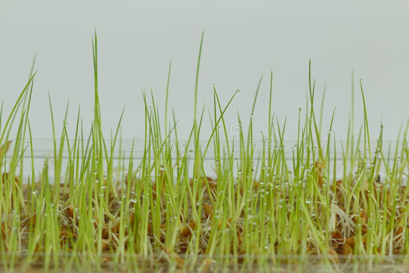 Young Rice Plants with Water Drop that are Germinating and Growing ...