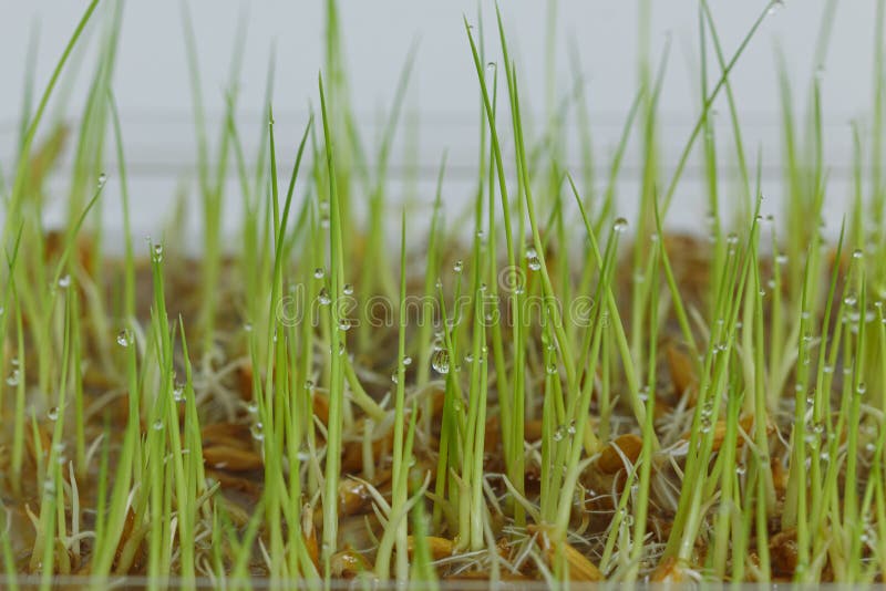 Seed Germination,Seedlings Rice Plant. Stock Image - Image of ...