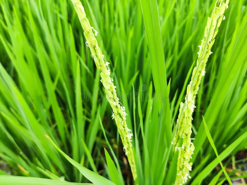 Close Up of Young Rice Seeds and Rice Flowers. Stock Image - Image of ... Close Up of Young Rice Seeds and Rice Flowers. Stock Image - Image of ...