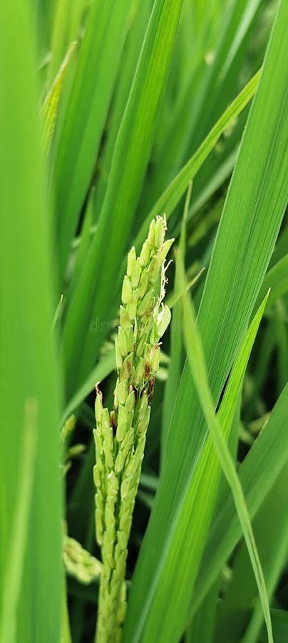 Close Up of Young Rice Seeds with White Flowers at the Tip Stock Photo ...