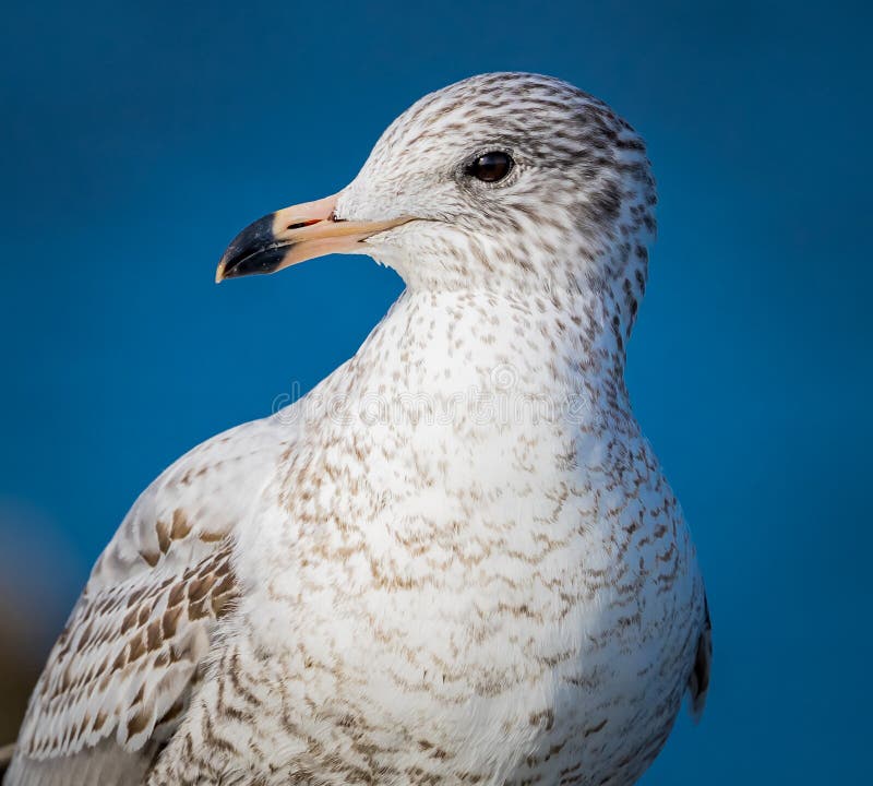Close Up of Young Sea Gull Looking Left Stock Photo - Image of bird ...