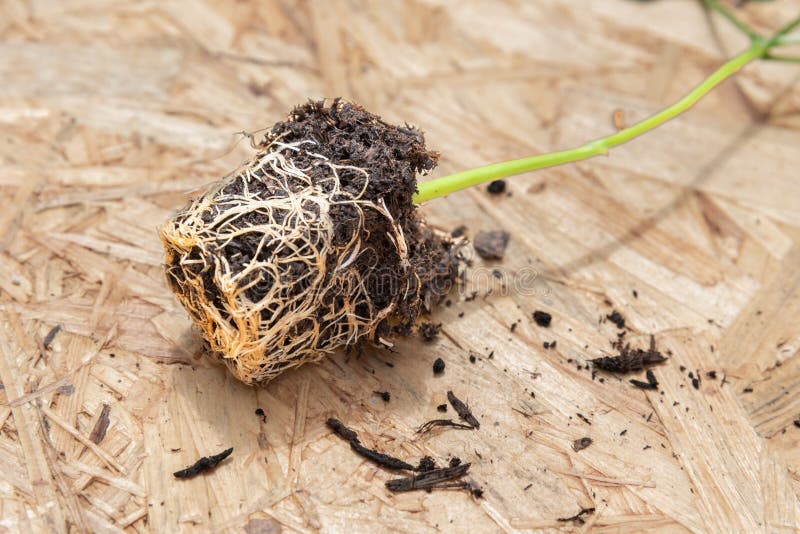 Close-up of Young Seedling and Its Root Ball on Board Stock Photo ...