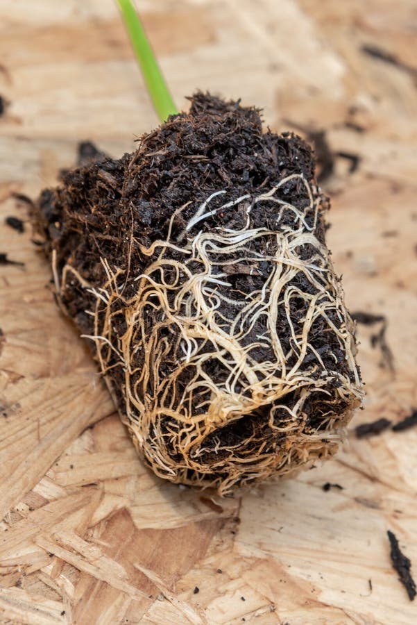 Close-up of Young Seedling and Its Root Ball Stock Image - Image of ...