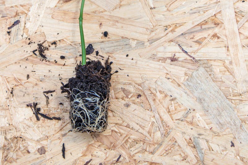 Close-up of Young Seedling and Its Root Ball Stock Image - Image of ...