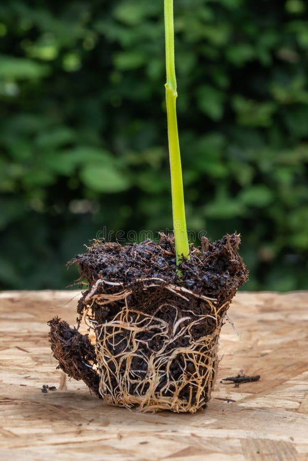 Close-up of Young Seedling and Its Root Ball Stock Photo - Image of ...