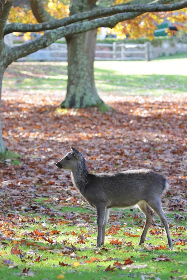 Close Up of Young Sika Deer among Fallen Leaves Stock Photo - Image of ...