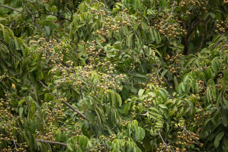 Close Up of Young Small Longan Fruit Stock Image - Image of beauty ...