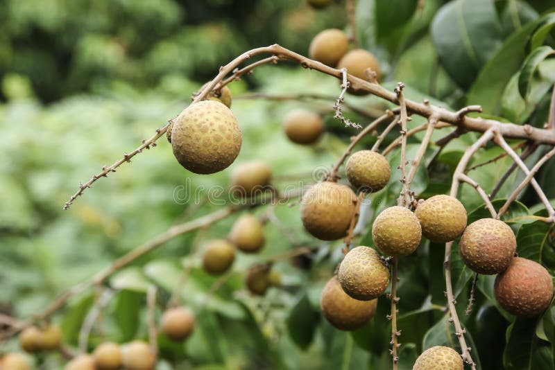455 Young Longan Tree Stock Photos - Free & Royalty-Free Stock Photos ...