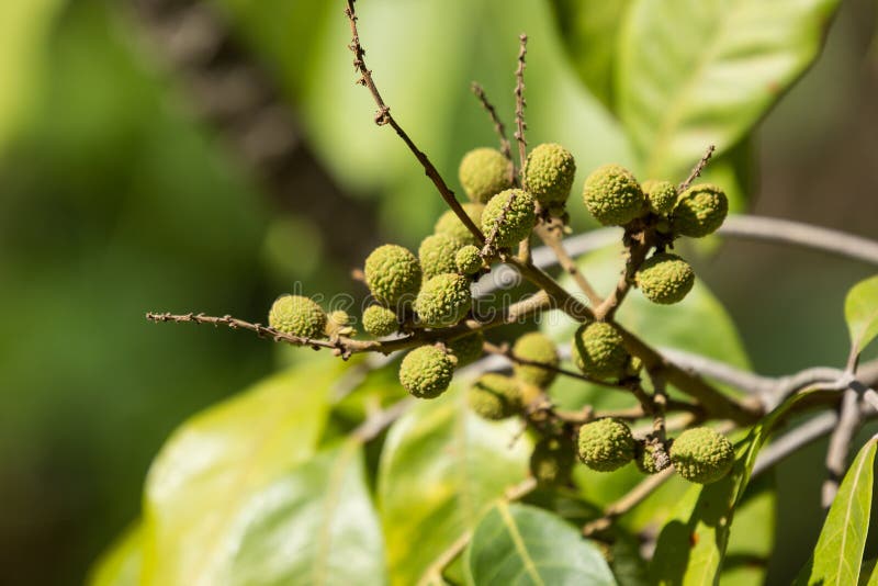 388 Young Longan Tree Photos - Free & Royalty-Free Stock Photos from ...