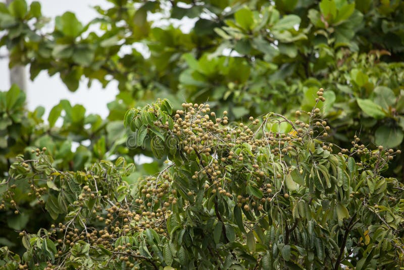 455 Young Longan Tree Stock Photos - Free & Royalty-Free Stock Photos ...