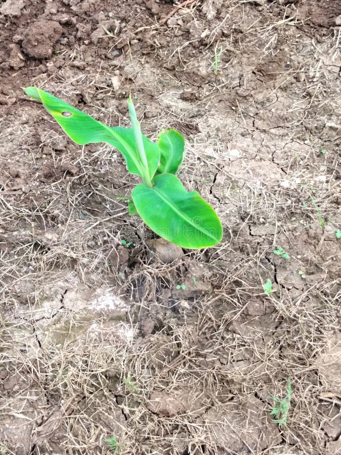 Close Up of Young or Small Plants Tree in Field. Stock Image - Image of ...
