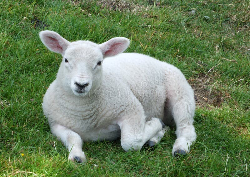 Close Up of a Young Spring Lamb Sitting in a Field Stock Photo - Image ...