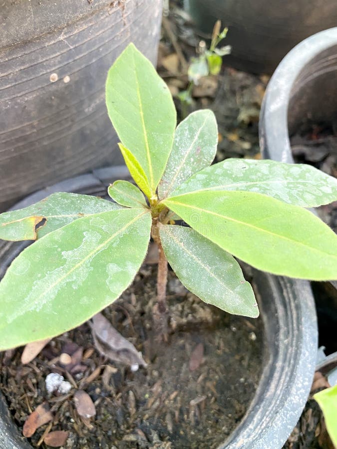 Young Terminalia Catappa Tree on the Ground Stock Image - Image of ...