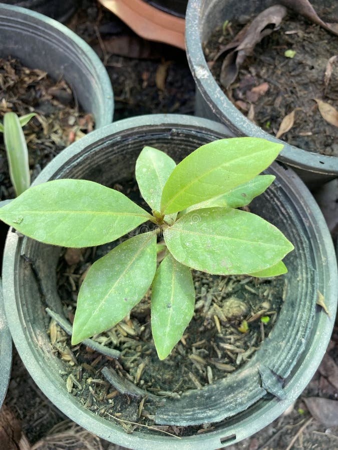 Young Terminalia Catappa Tree on the Ground Stock Image - Image of ...