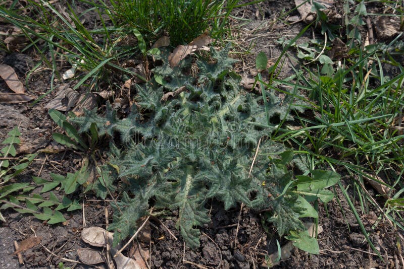 Close Up of Young Thistle Leaves in Spring Stock Image - Image of ...