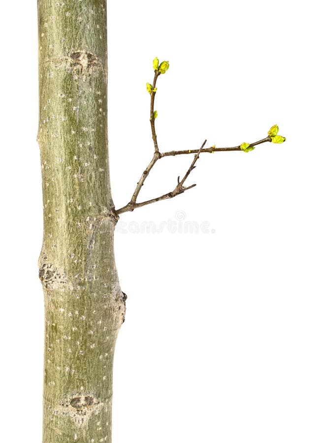 Close Up of Young Tree Branch on White Background Stock Photo - Image ...
