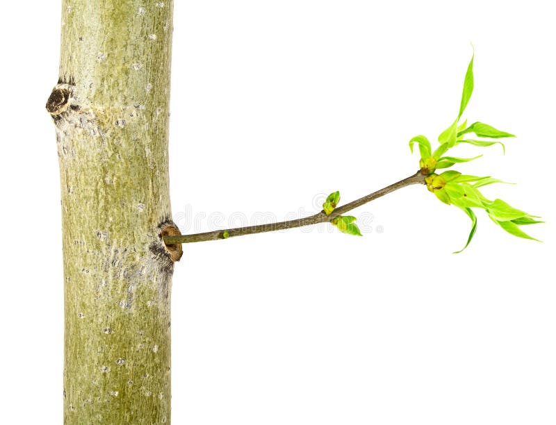 Close Up of Young Tree Branch on White Background Stock Photo - Image ...