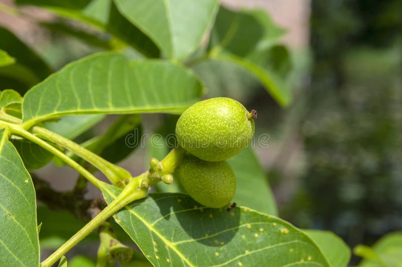 Close Up of a Young Walnut Tree Stock Image - Image of outdoor, seed ...