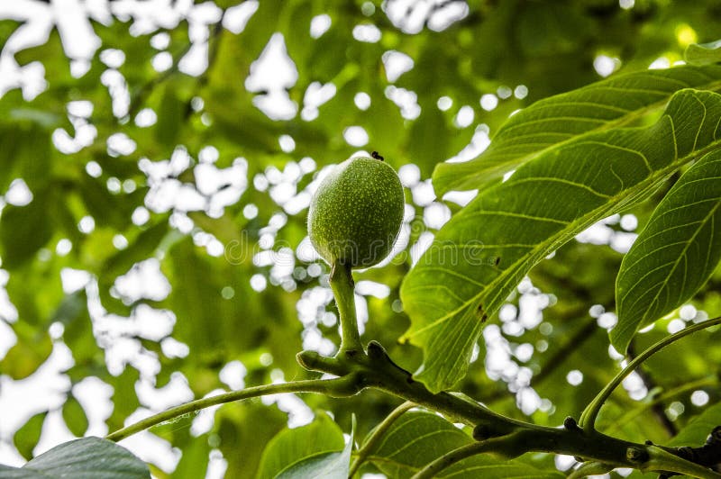 Close Up of a Young Walnut Tree Stock Photo - Image of drupe, juglans ...