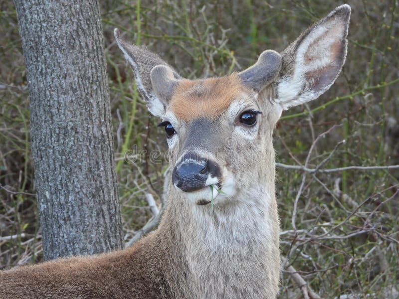 Close-up of a Young White-tailed Buck Stock Image - Image of antlers ...