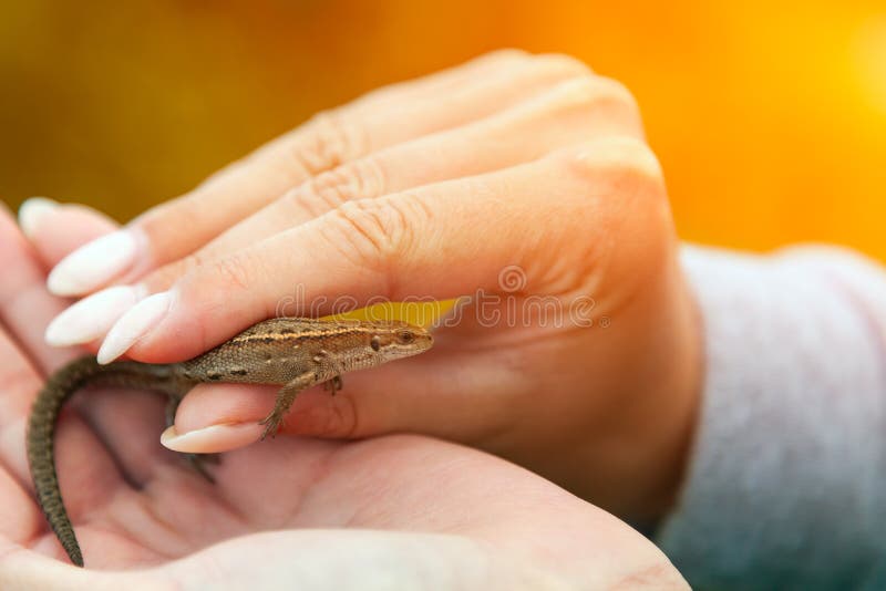 Close-up of a Small Brown Lizard Stock Image - Image of color, garden ...