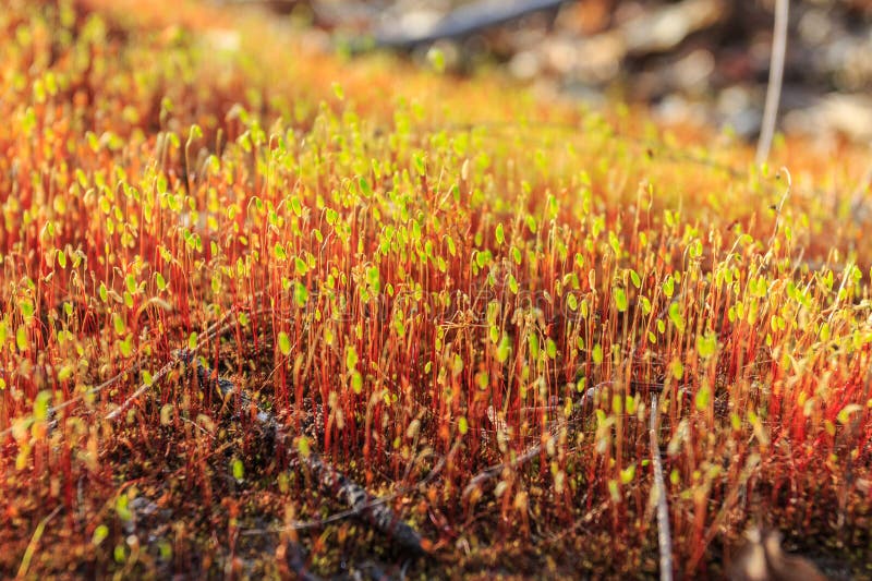 Close-up of Young Yellow Moss Growing in the Spring Forest. Stock Image ...