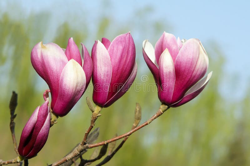 1,137 Yulan Stock Photos - Free & Royalty-Free Stock Photos from Dreamstime