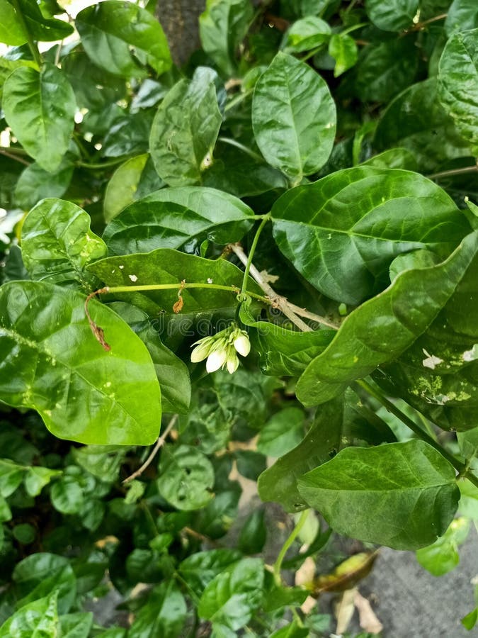 Zambac Stock Photos - Free & Royalty-Free Stock Photos from Dreamstime