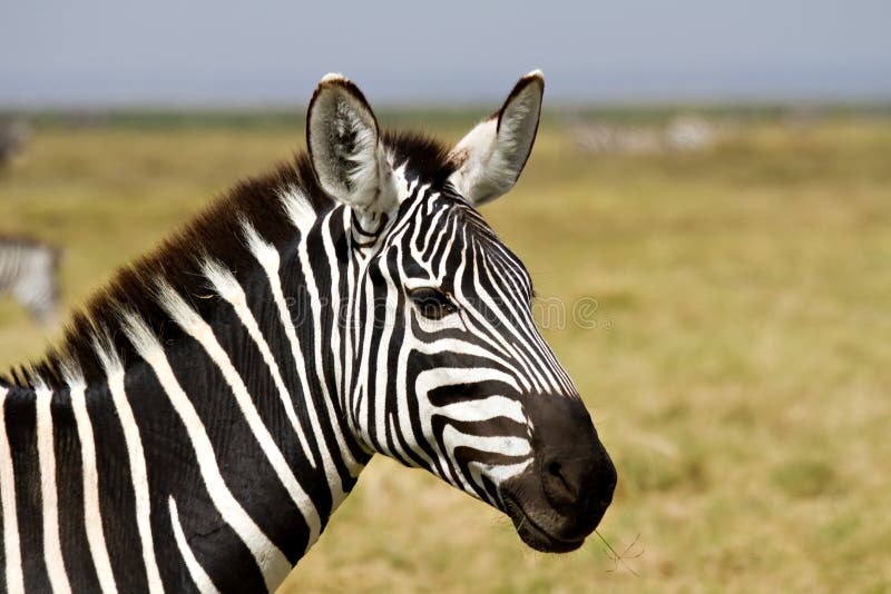 Close-up of a Zebra stock photo. Image of safari, mara - 22562214