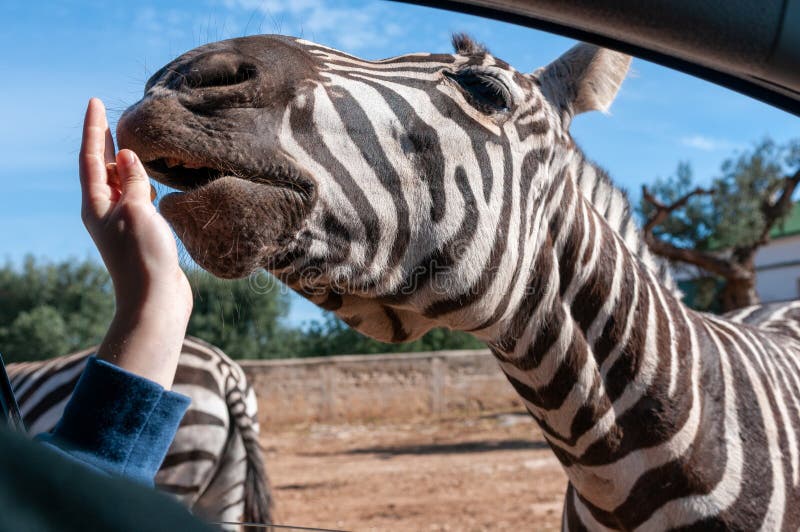 Close Up of a Zebra that Eats Nuts from the Hand of a Child at the Zoo ...