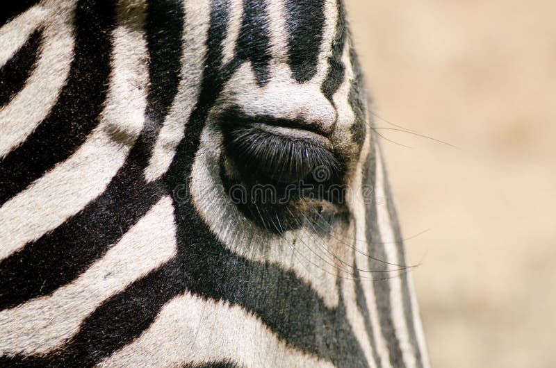 814 Close Up Zebra Eye Stock Photos - Free & Royalty-Free Stock Photos ...