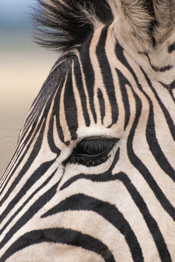 693 Close Up Zebra Eye Stock Photos - Free & Royalty-Free Stock Photos ...