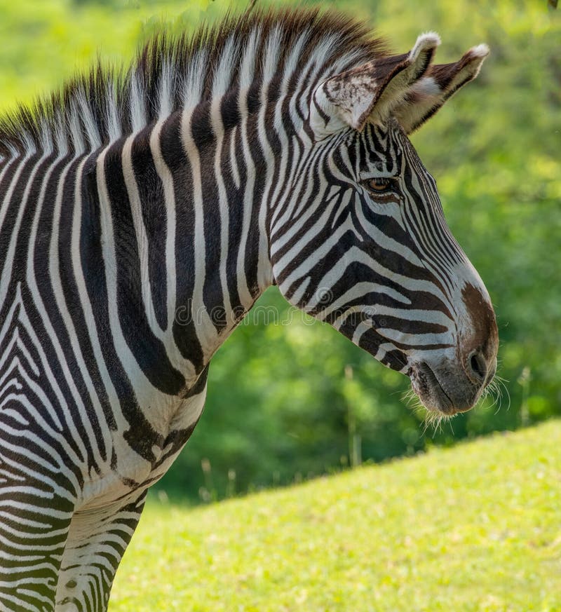 Close Up of a Zebra Face with Greenery Background Stock Photo - Image ...