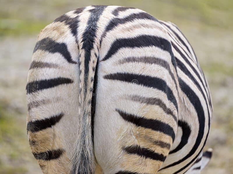 A Close Up of a Zebra Grazing from Behind Stock Image - Image of africa ...