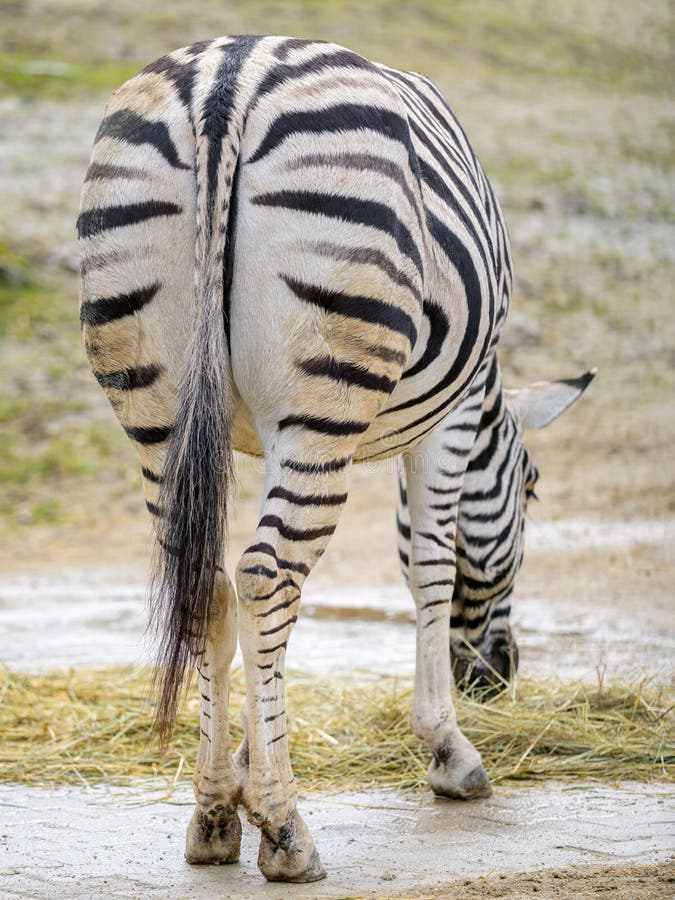 A Close Up of a Zebra Grazing from Behind Stock Photo - Image of ...